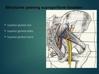 Suprapiriform Foramen