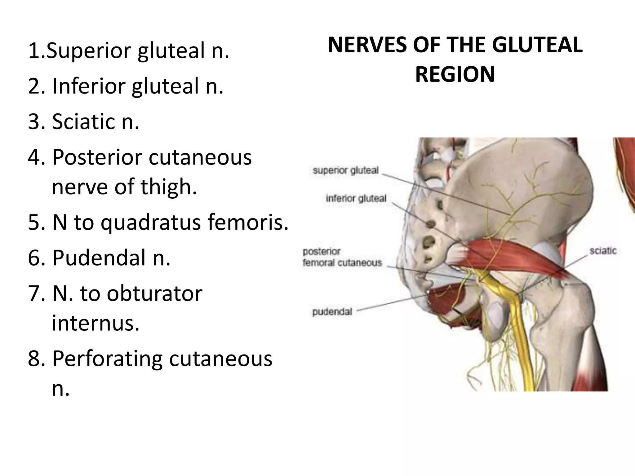 Gluteal region.DK.2018. | PPTX