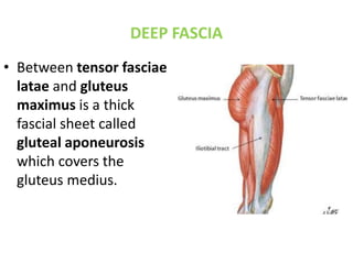 Gluteal region.DK.2018. | PPTX