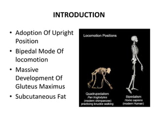 Gluteal region.DK.2018. | PPTX