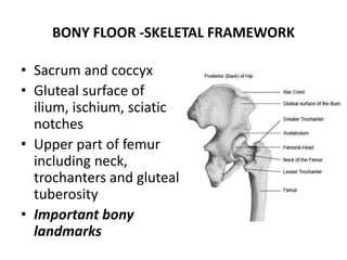 Gluteal region.DK.2018. | PPTX