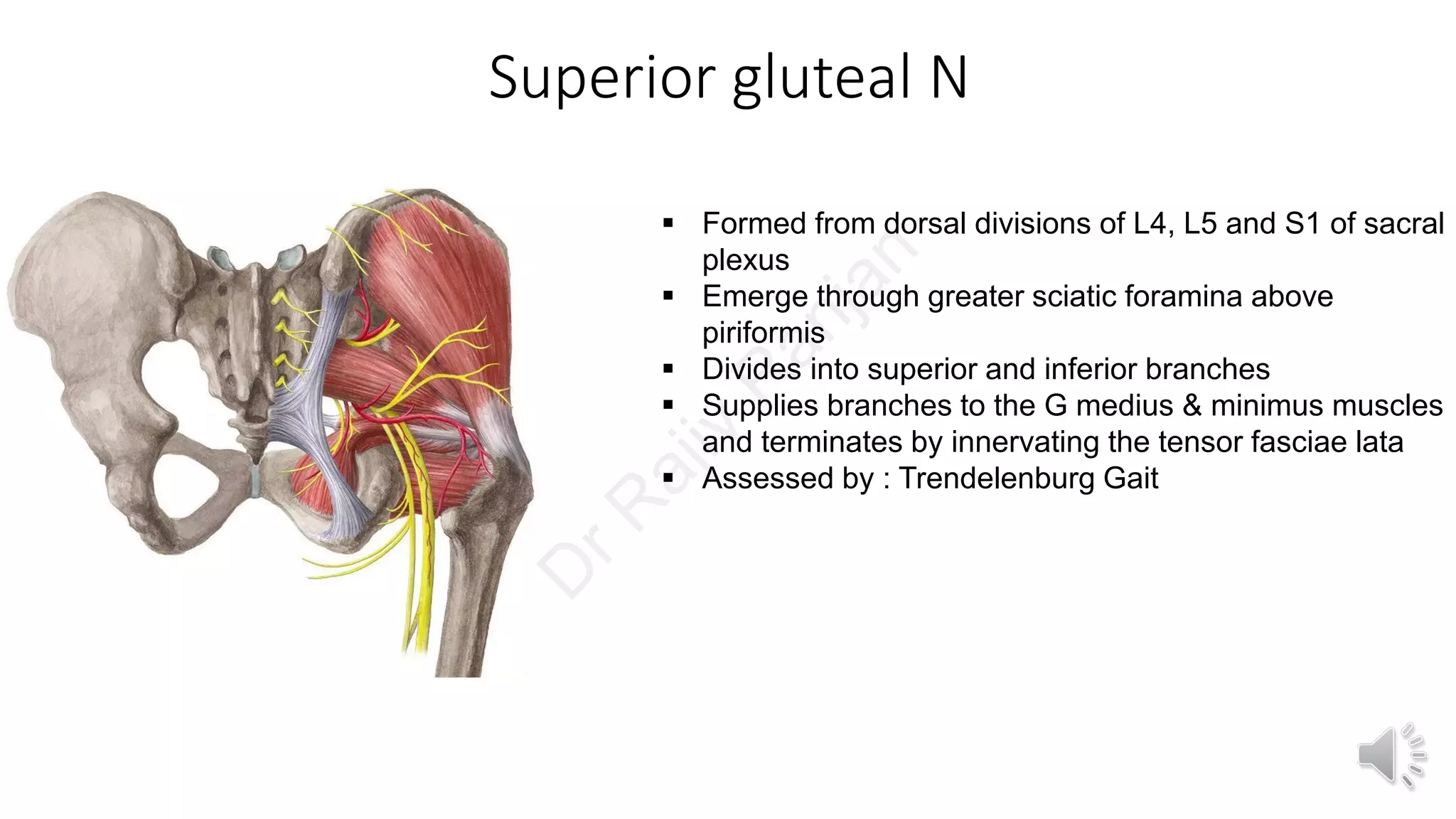 Gluteal region | PDF