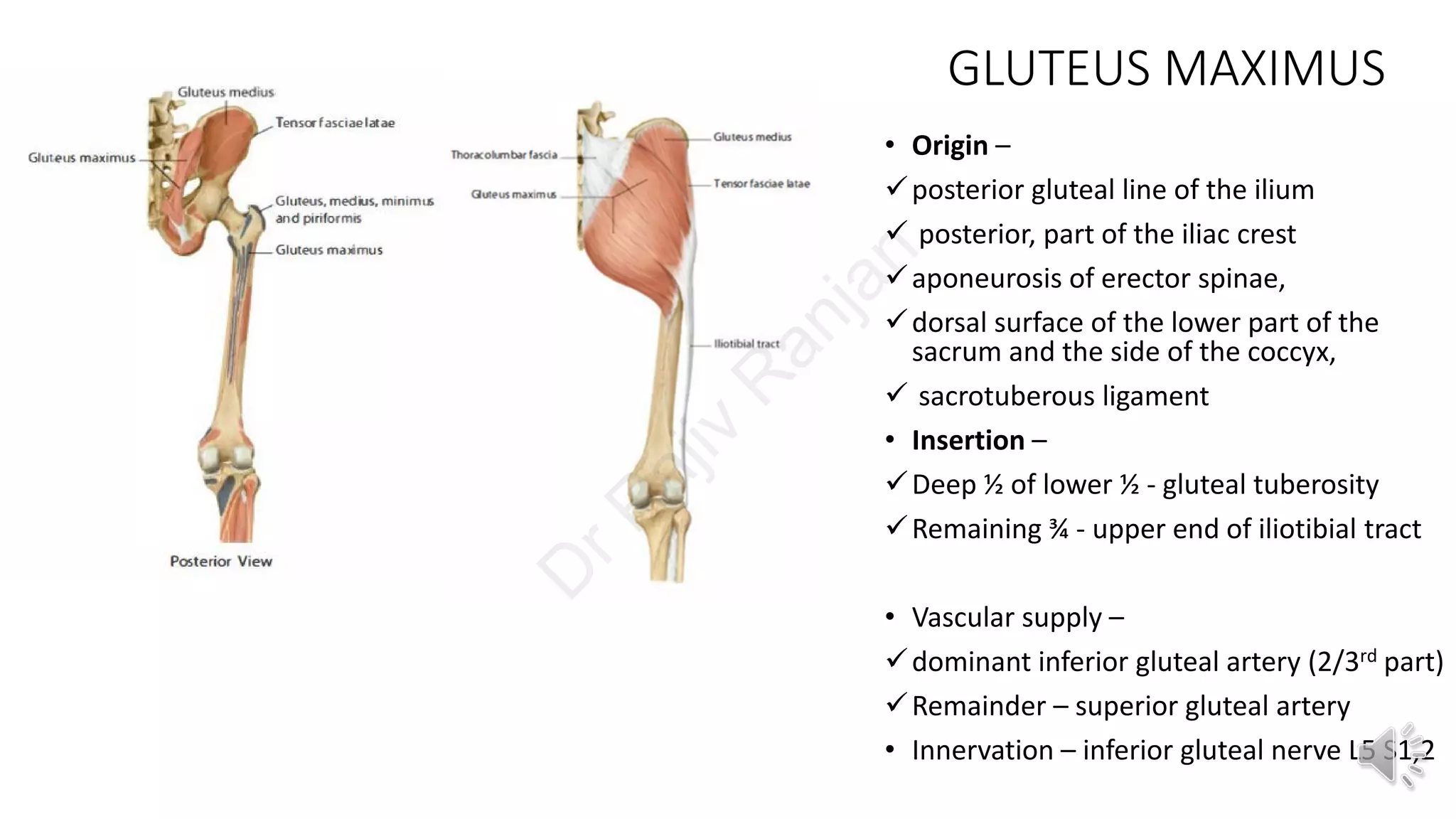 Gluteal region | PDF