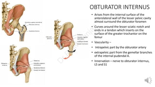 Gluteal region | PDF