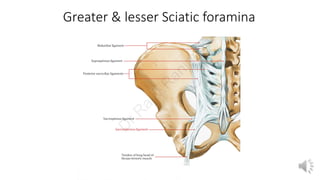 Gluteal region | PDF