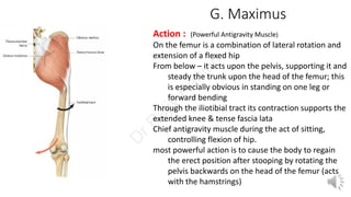 Gluteal region | PDF