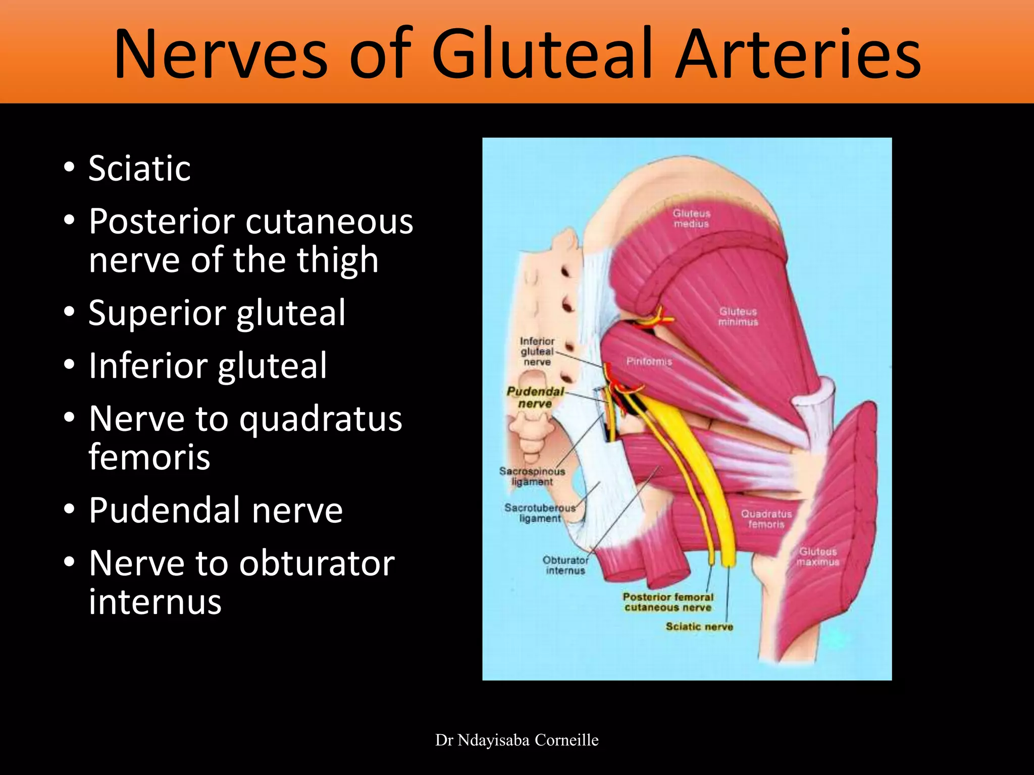 GLUTEAL REGION.ppt