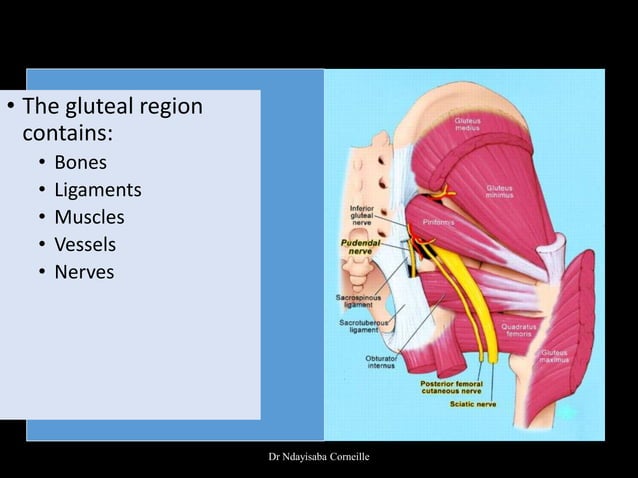 GLUTEAL REGION.ppt