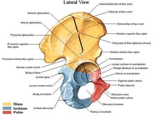 GLUTEAL REGION.ppt