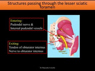 Obturator Internus Lesser Sciatic Foramen