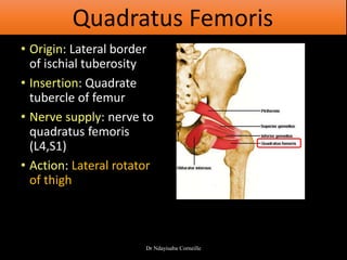 Nerve To Quadratus Femoris