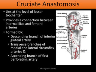 Cruciate Anastomosis
