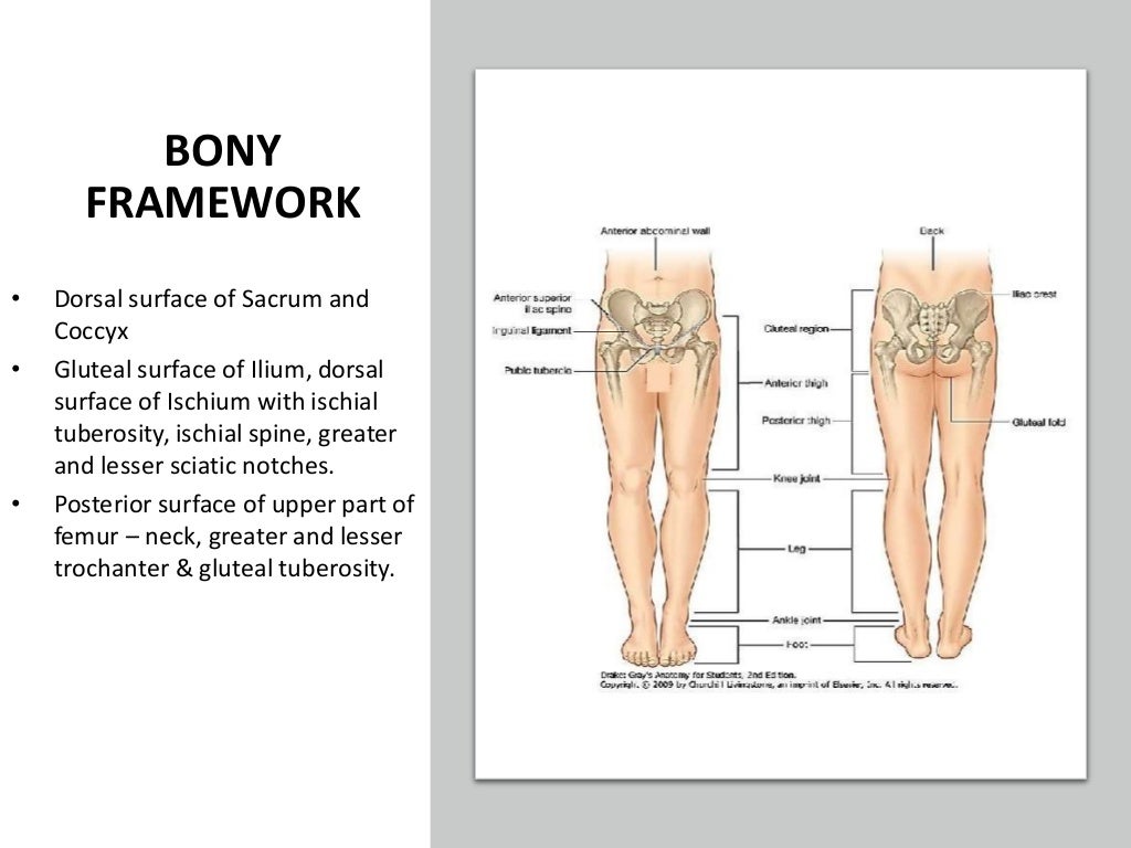 Gluteal region.pptx