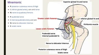 Gluteal region .pptx