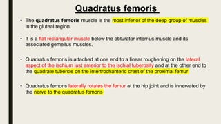 Gluteal region .pptx