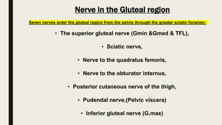 Gluteal region .pptx