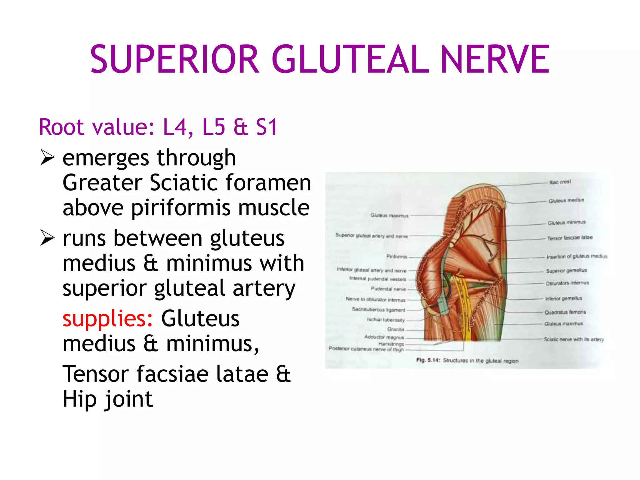 GLUTEAL REGION.pptx | Free Download