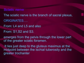 glutealregion.ppt