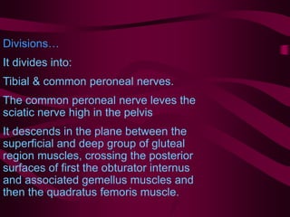 glutealregion.ppt