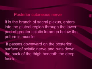 glutealregion.ppt