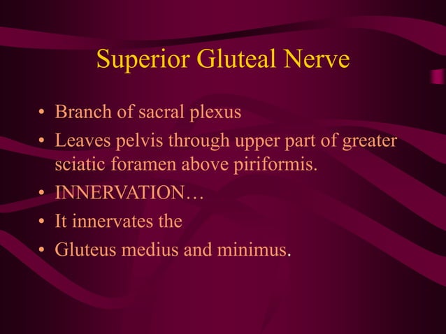glutealregion.ppt