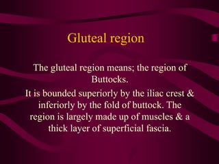 glutealregion.ppt