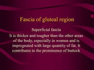 glutealregion.ppt