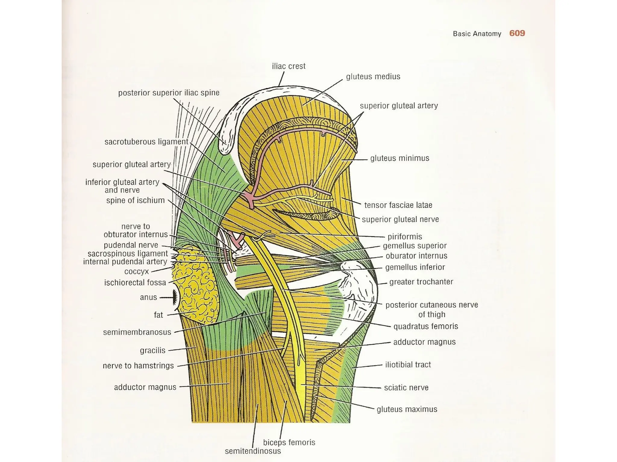 Anatomy of the GLUTEAL REGION........ By Shapi.pdf