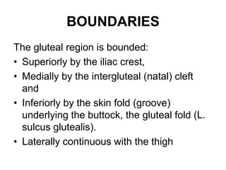 Anatomy of the GLUTEAL REGION........ By Shapi.pdf