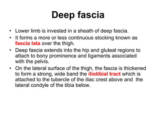Anatomy of the GLUTEAL REGION........ By Shapi.pdf