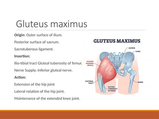 Gluteal Region (anatomy of muscles & Nerve supply) | PPTX