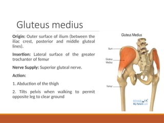 Gluteal Region (anatomy of muscles & Nerve supply) | PPTX