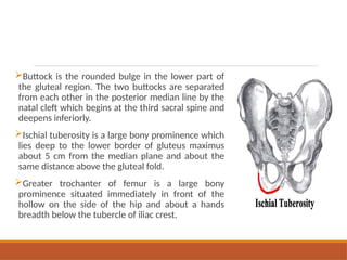 Gluteal Region (anatomy of muscles & Nerve supply) | PPTX