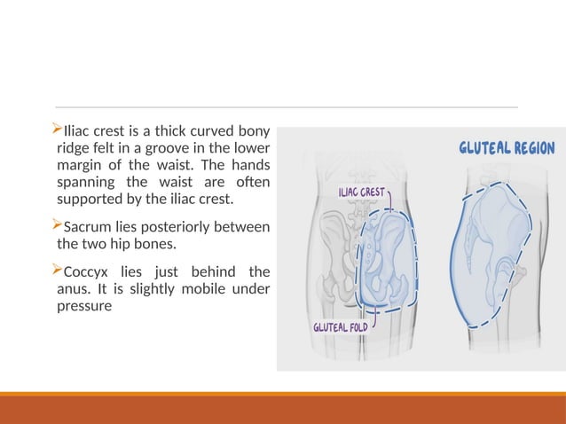 Gluteal Region (anatomy of muscles & Nerve supply) | PPTX