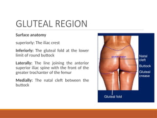 Gluteal Region (anatomy of muscles & Nerve supply) | PPTX