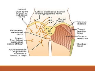 Gluteal Region (anatomy of muscles & Nerve supply) | PPTX