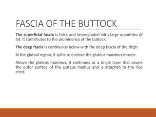 Gluteal Region (anatomy of muscles & Nerve supply) | PPTX
