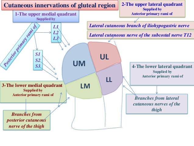 Gluteal region by ritika
