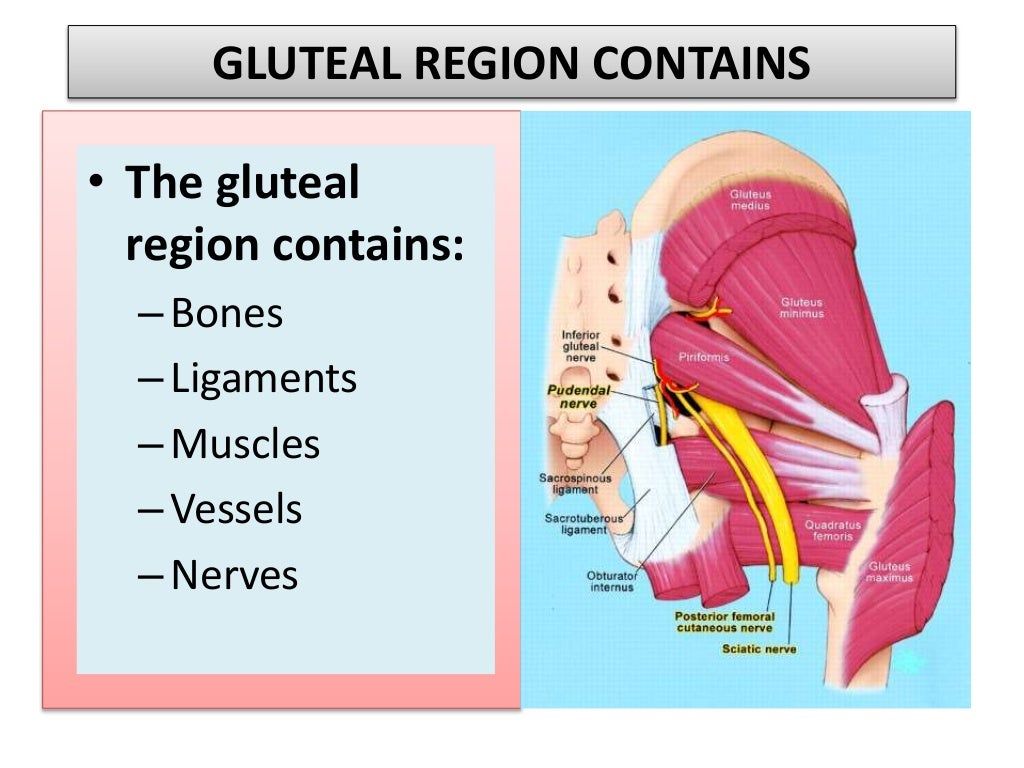 Gluteal region by ritika