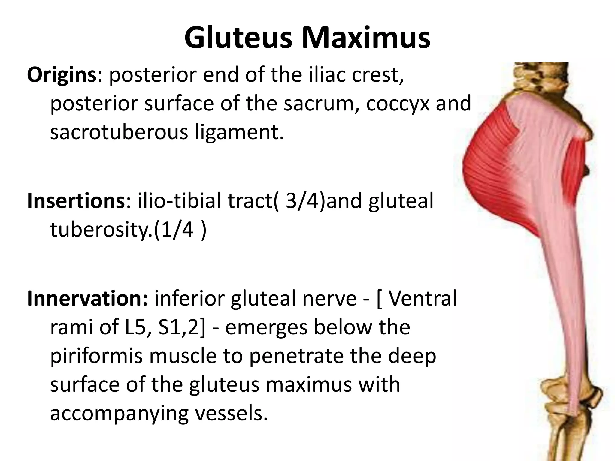 gluteal_region_and_back_thigh_gk.pdf