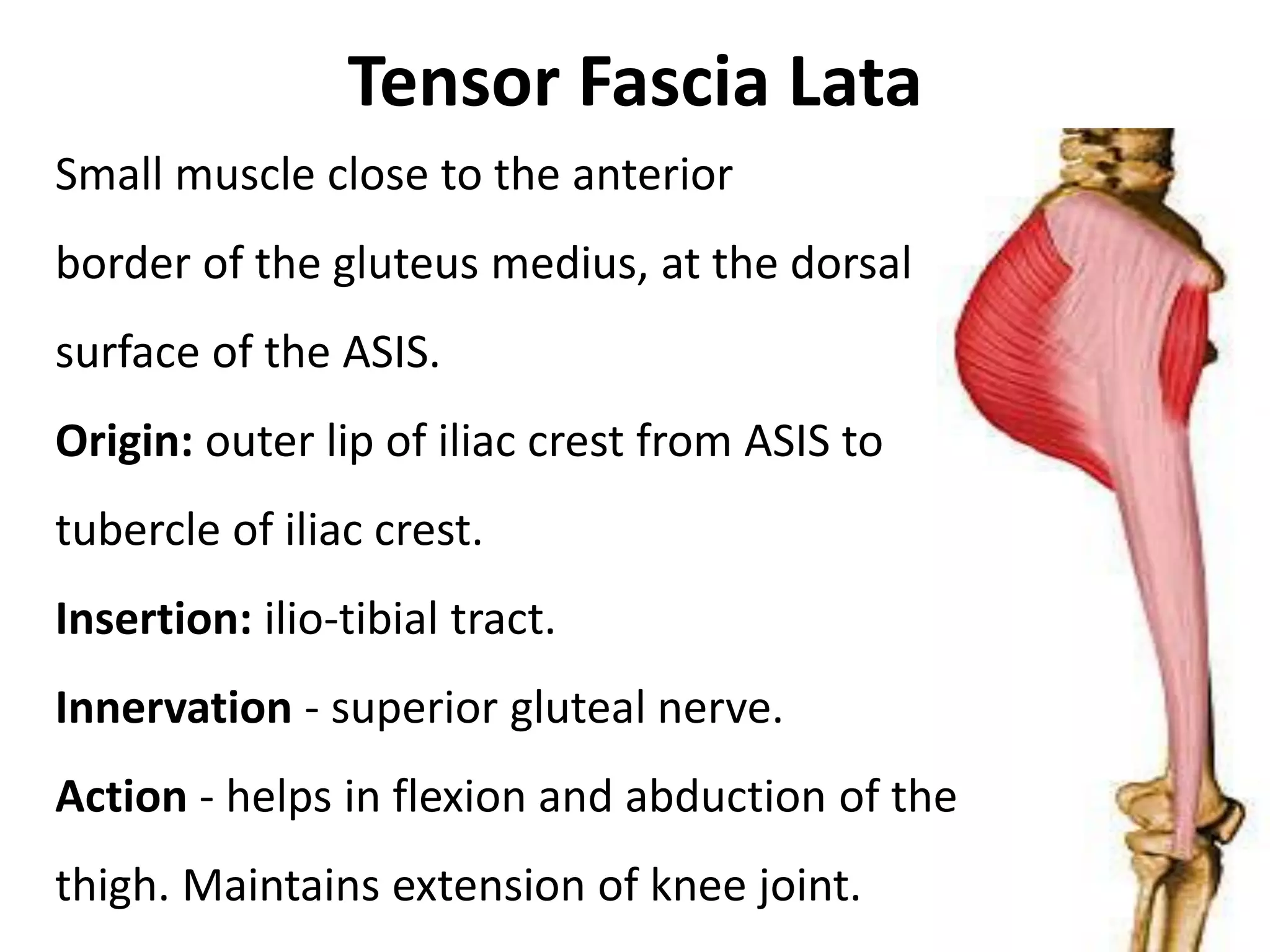 gluteal_region_and_back_thigh_gk.pdf