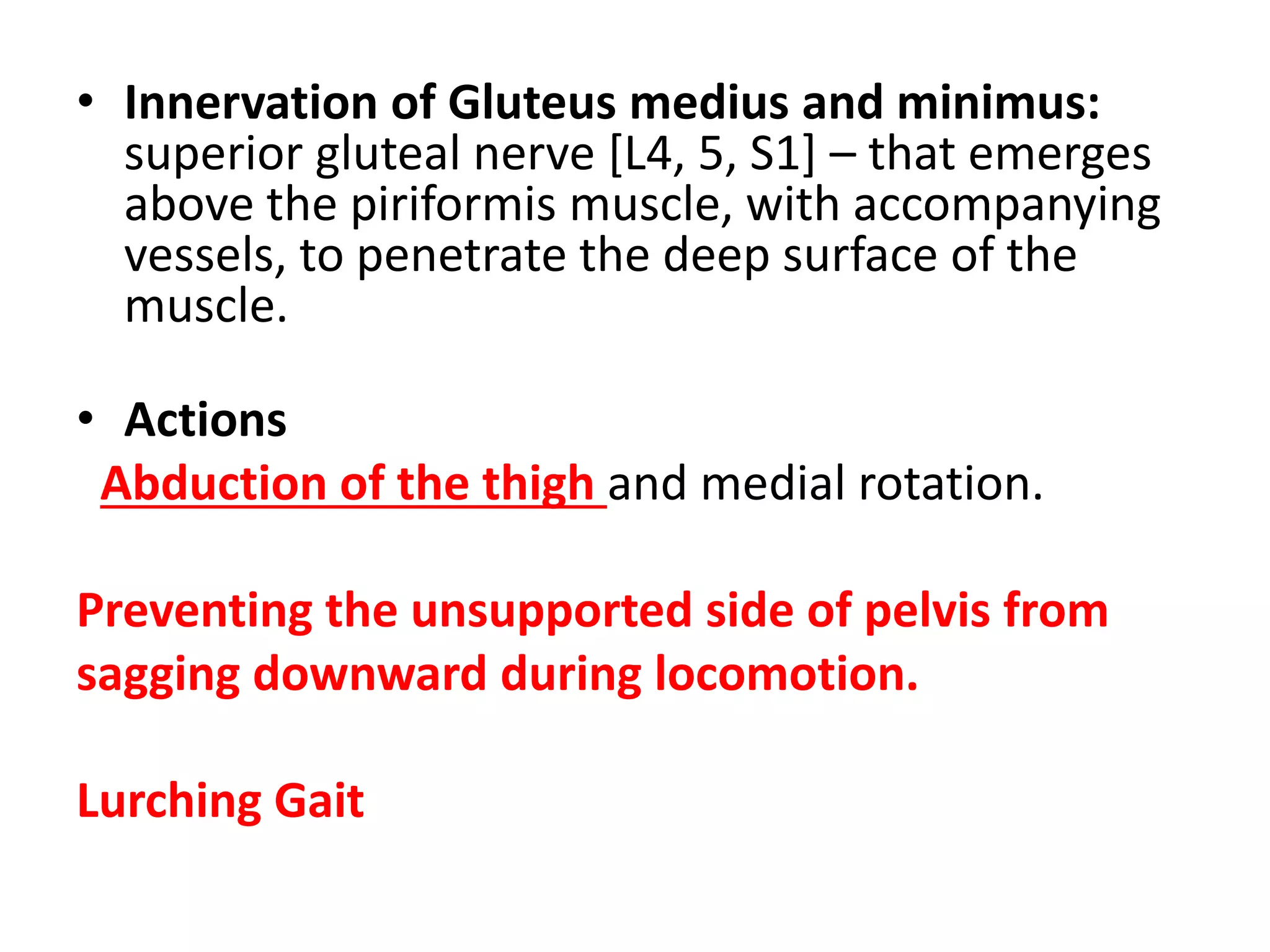 gluteal_region_and_back_thigh_gk.pdf
