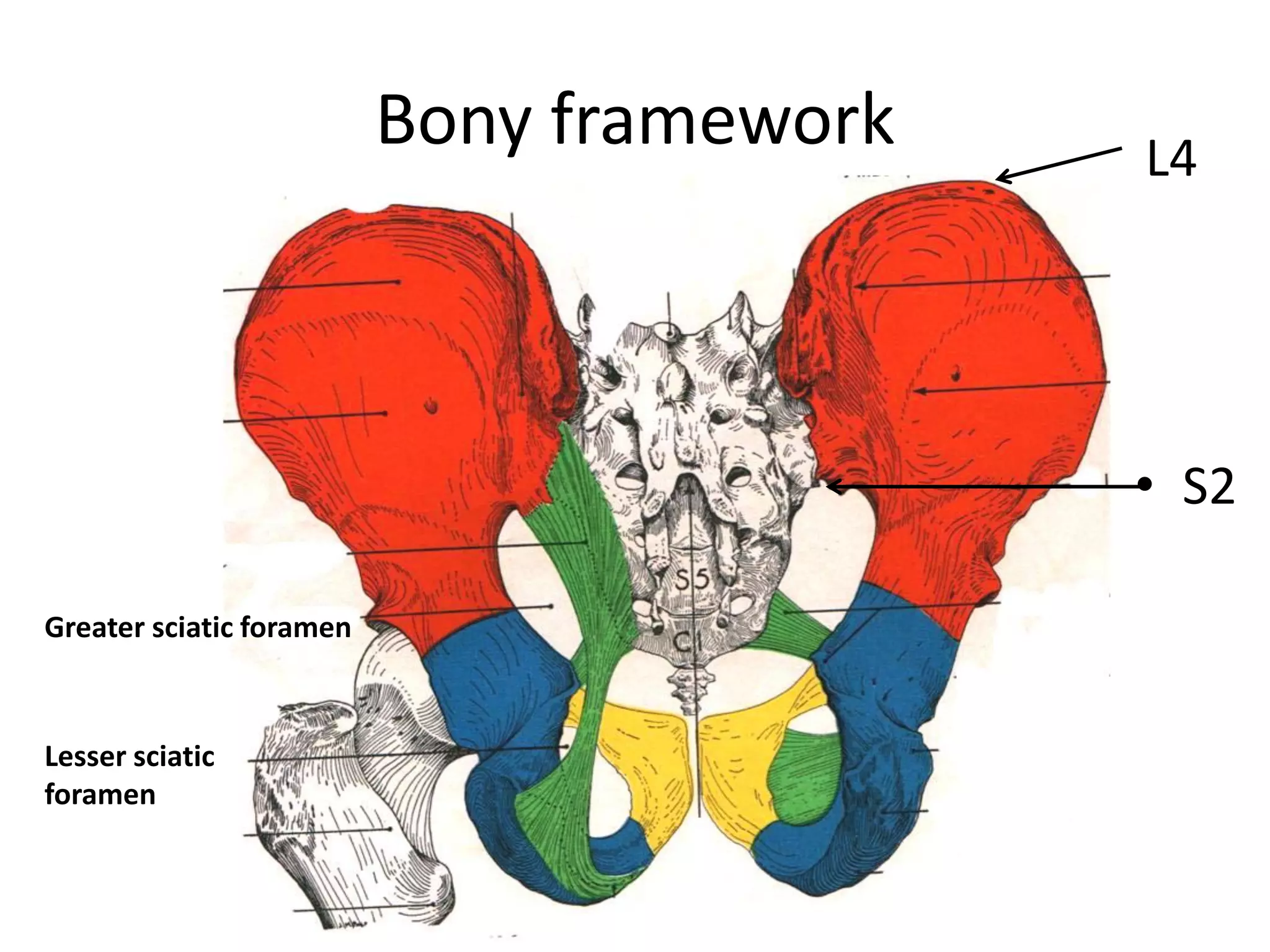 gluteal_region_and_back_thigh_gk.pdf