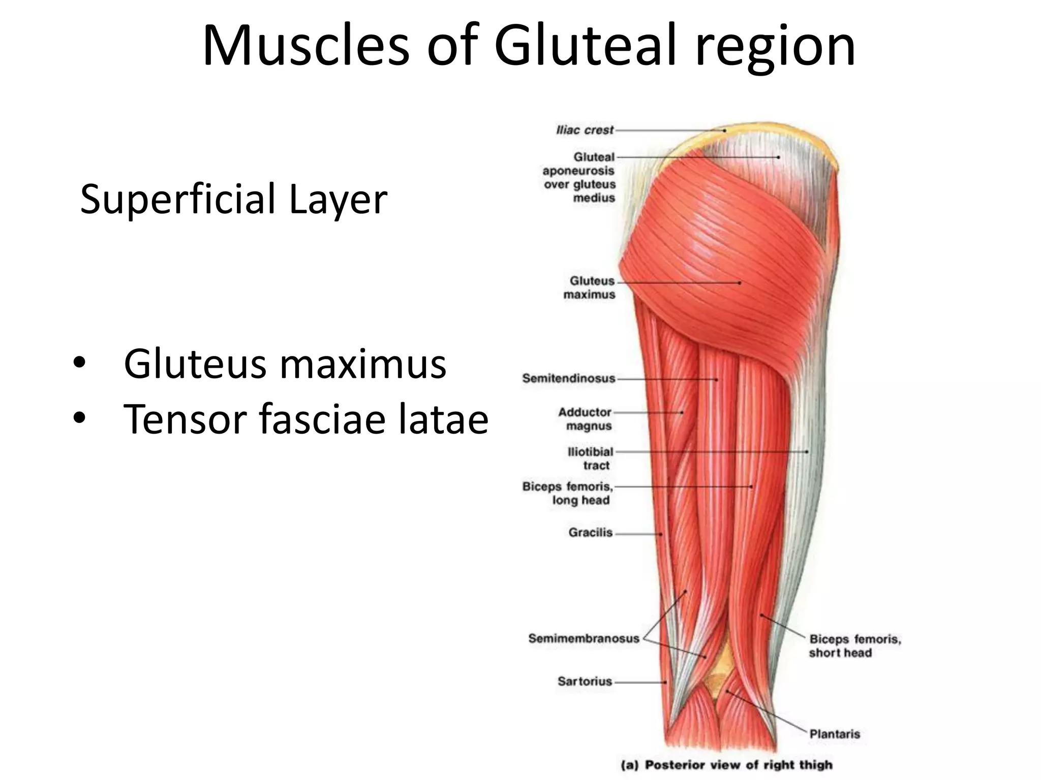 gluteal_region_and_back_thigh_gk.pdf