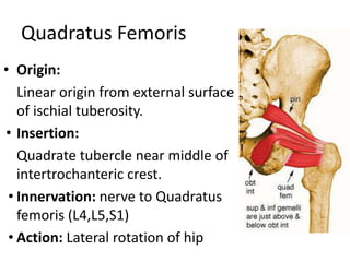 Quadratus Femoris Origin Insertion Action Nerve