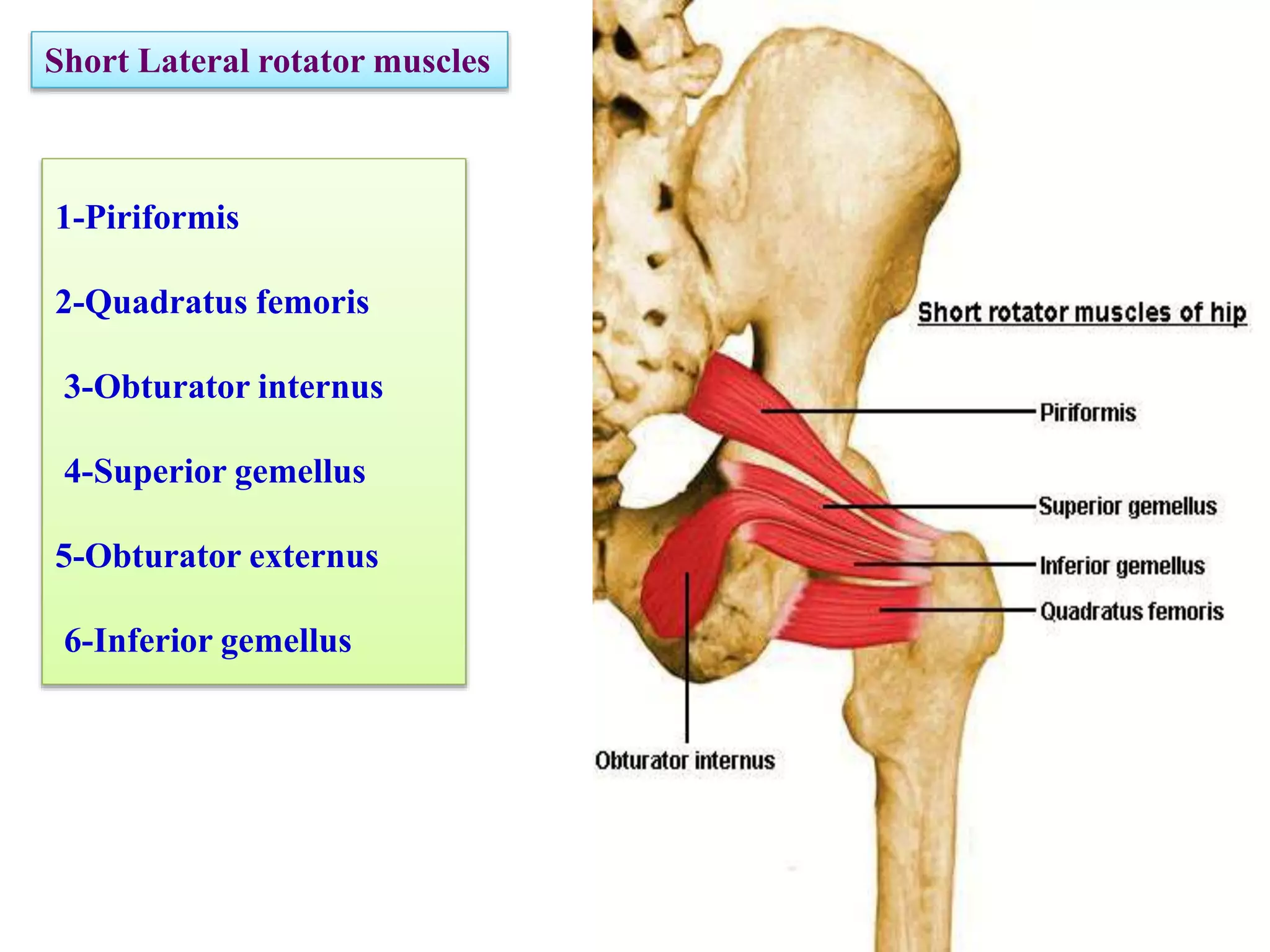 gluteal region BPT.pptx