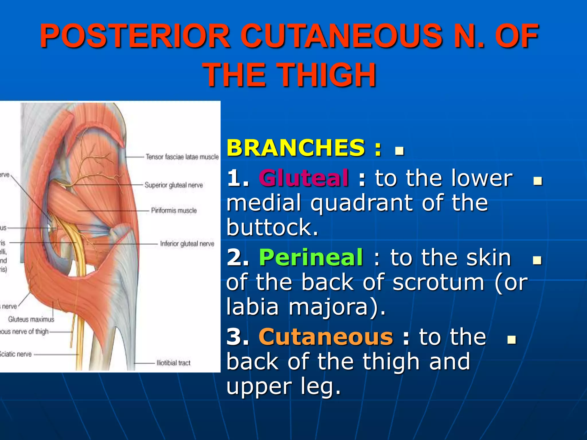 gluteal region BPT.pptx