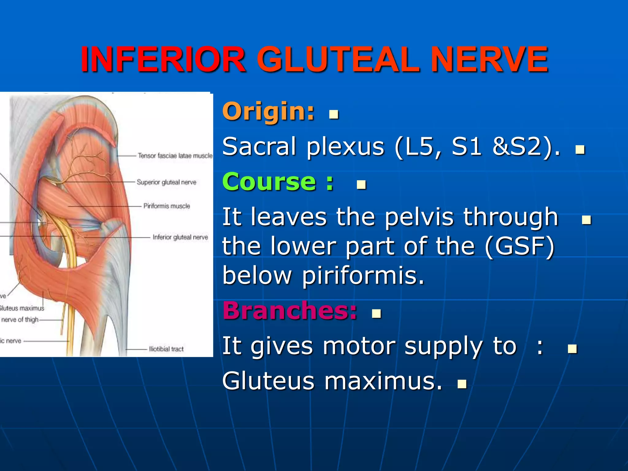 gluteal region BPT.pptx