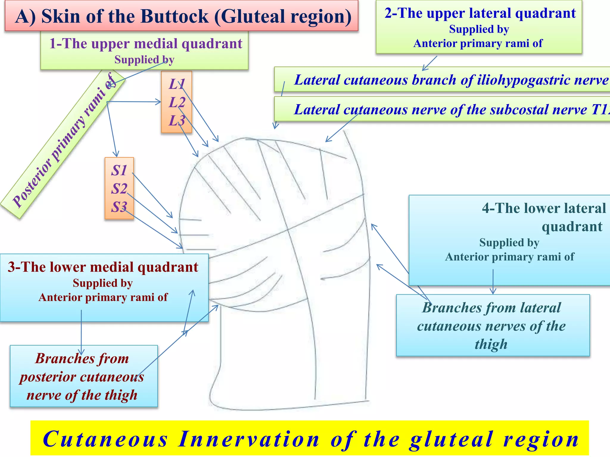 gluteal region BPT.pptx