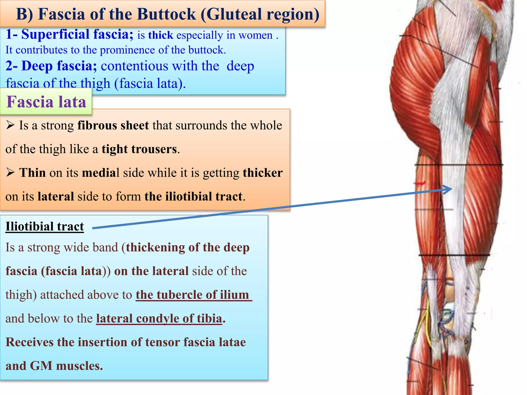 gluteal region BPT.pptx